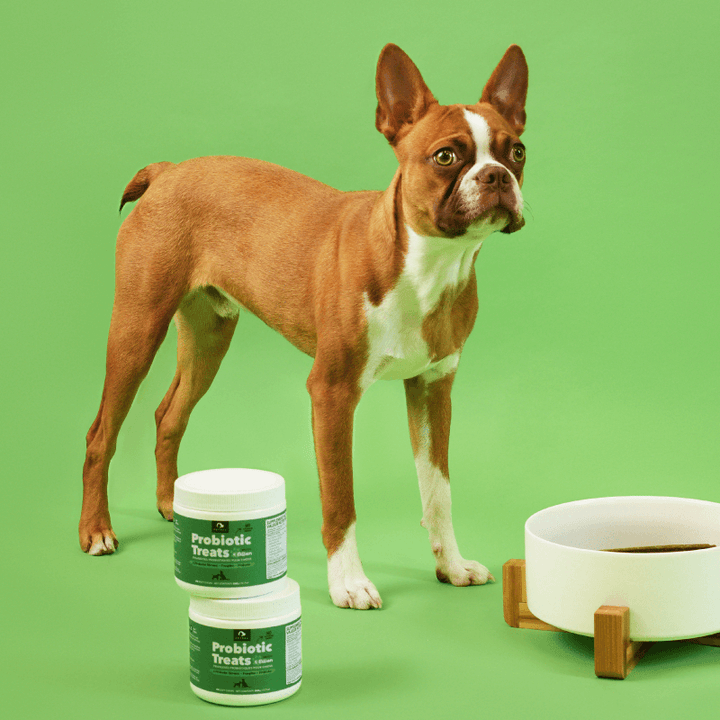 Petpal Probiotic 4 Billion Soft Chew Treats Dogs Supplement | Kanu Pet